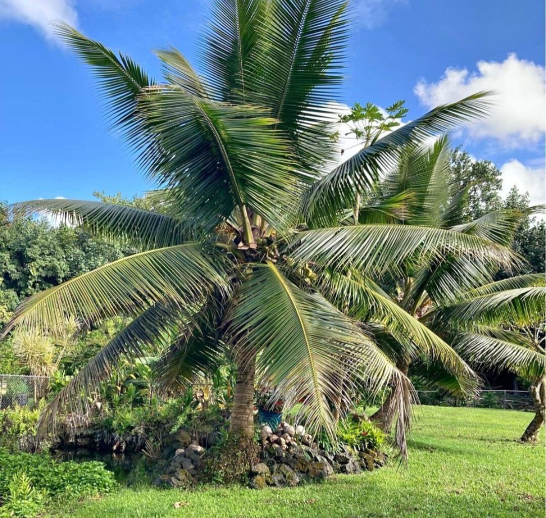 Palma De Coco Enana De Fiji Árboles Y Palmas De Panamá Flipbook By