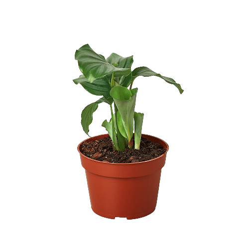 Calathea 'Orbifolia'-6" Pot | eBay