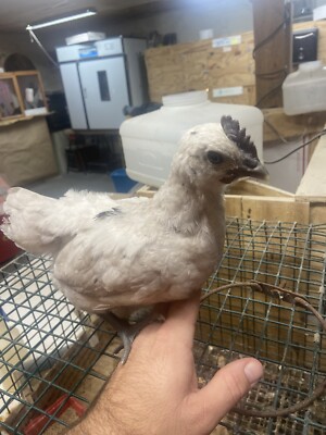 6 Zombie/moonbeam Chicken Hatching Eggs | eBay