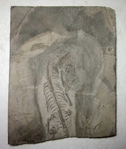 Triassic Sauropterygia Amphibian Sea Dinosaur Reptilia Baby ...