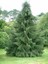 Himalayan Spruce, Picea smithiana, (Morinda Spruce), Tree Seeds ...