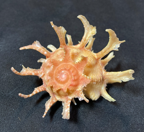 ANGARIIDAE Angaria sphaerula 65.6mm Balut Isl, Philippines 2016 DEEP ...