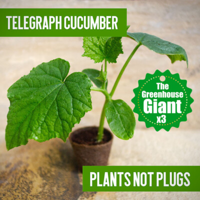 3 x Telegraph Improved Cucumber – Proper Cucumbers, Not Supermarket ...