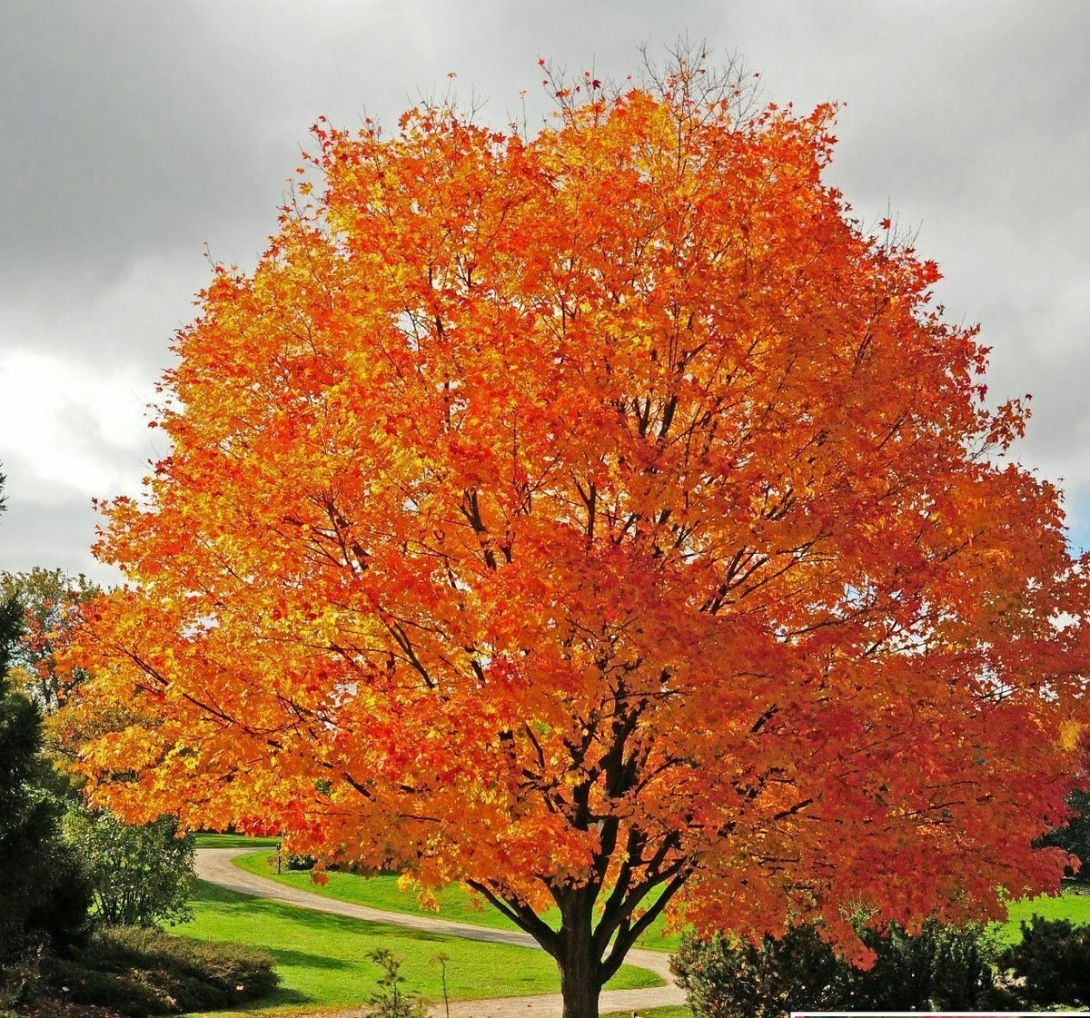 Sugar Maple Tree Images