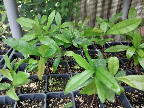 Miracle Fruit Berry Plant Seedling (Synsepalum dulcificum) | eBay