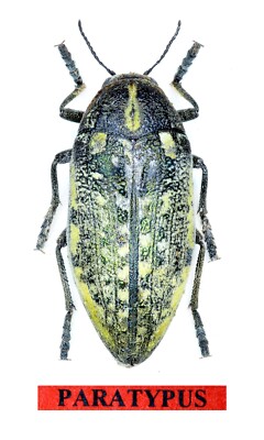 Buprestidae, Julodis saudiarabica, NEW SPECIES!!! Saudi Arabia ...