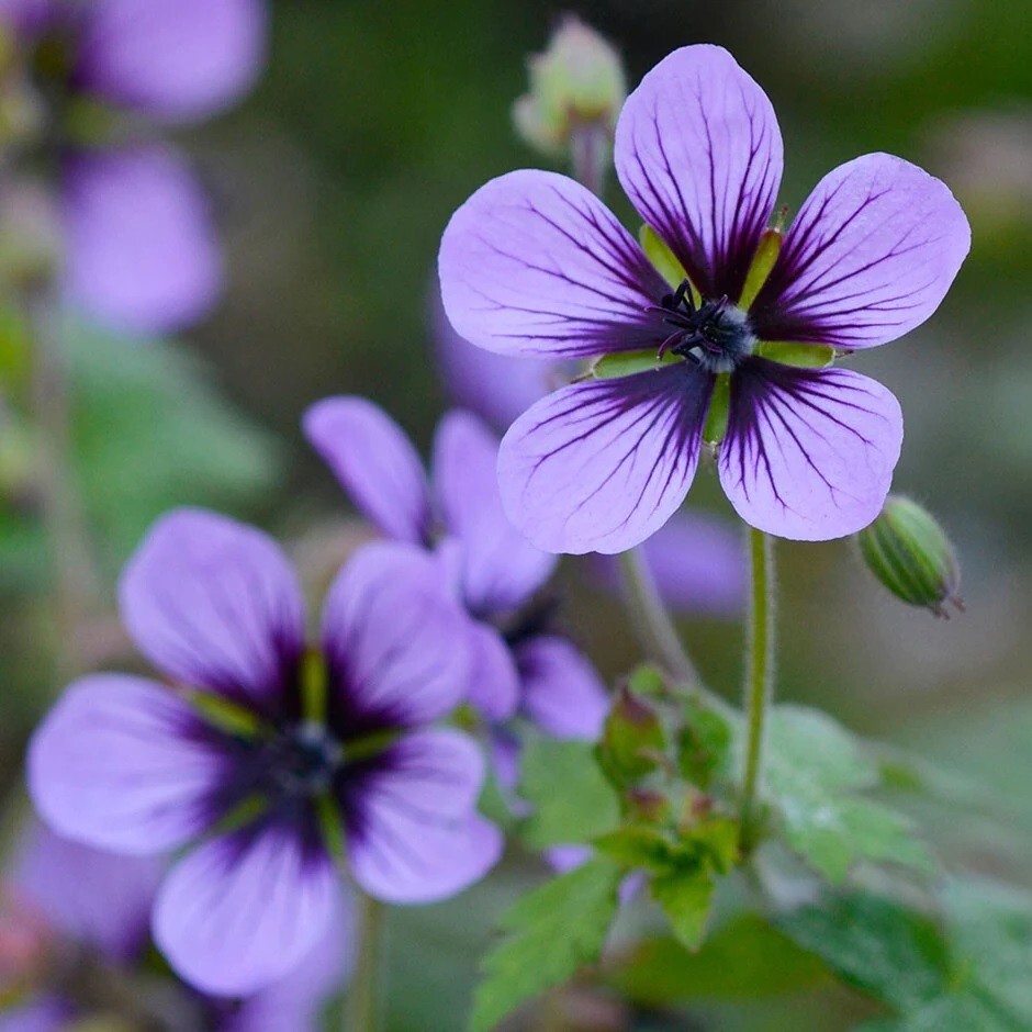 GERANIUM 'Salome' - Hardy Perennial Plant - ex 9cm (P9) Pot | eBay UK
