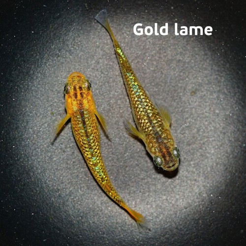 medaka / rice fish gold lame rice fish 6pk usa seller | eBay