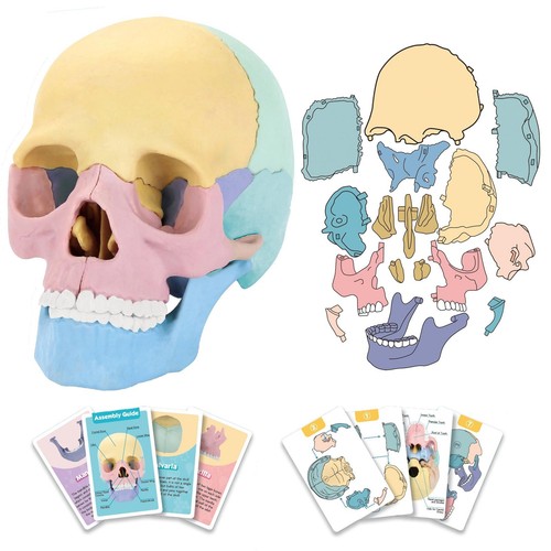 2025 New Human Anatomy Skull Model - 17 Part Puzzle with 10 Knowledge ...
