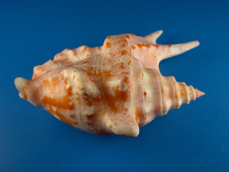 Strombus taurus, Great Dark Pattern, Heavy, 90.8mm, Guam Shell | eBay