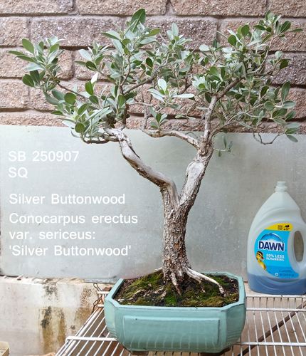 Bonsai, Silver Buttonwood, ~20 years in training. | eBay