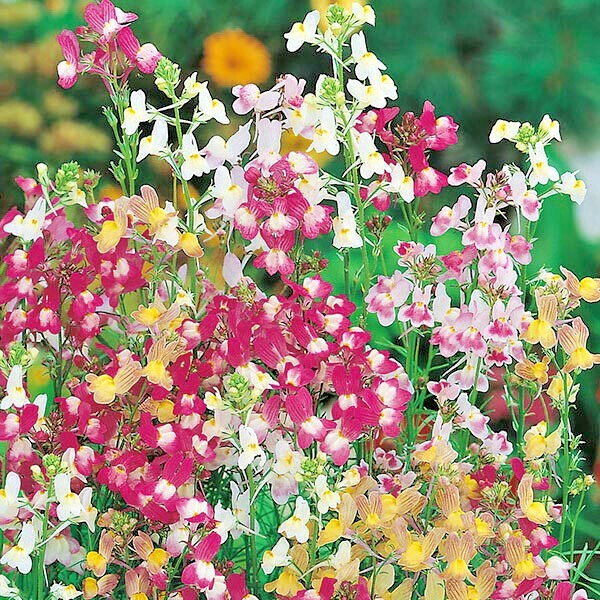2001+DWARF SNAPDRAGON Mix Flower Seeds Toadflax Wildflower Garden ...