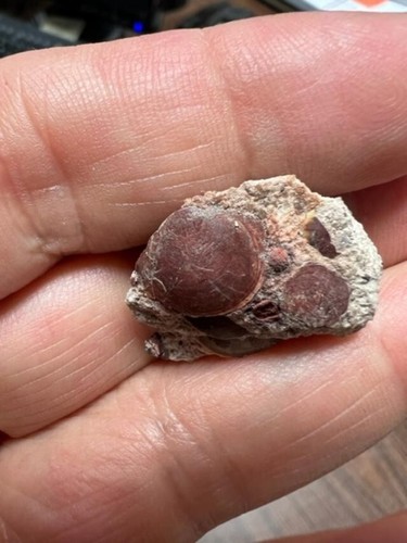 GEOLOGICAL ENTERPRISES Cambrian fossil brachiopod Obolus convexus ...