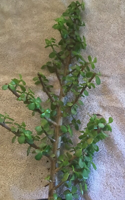 PORTUCALARIA AFFRA Green rare elephant bush mini jade tree bonsai 4 In ...