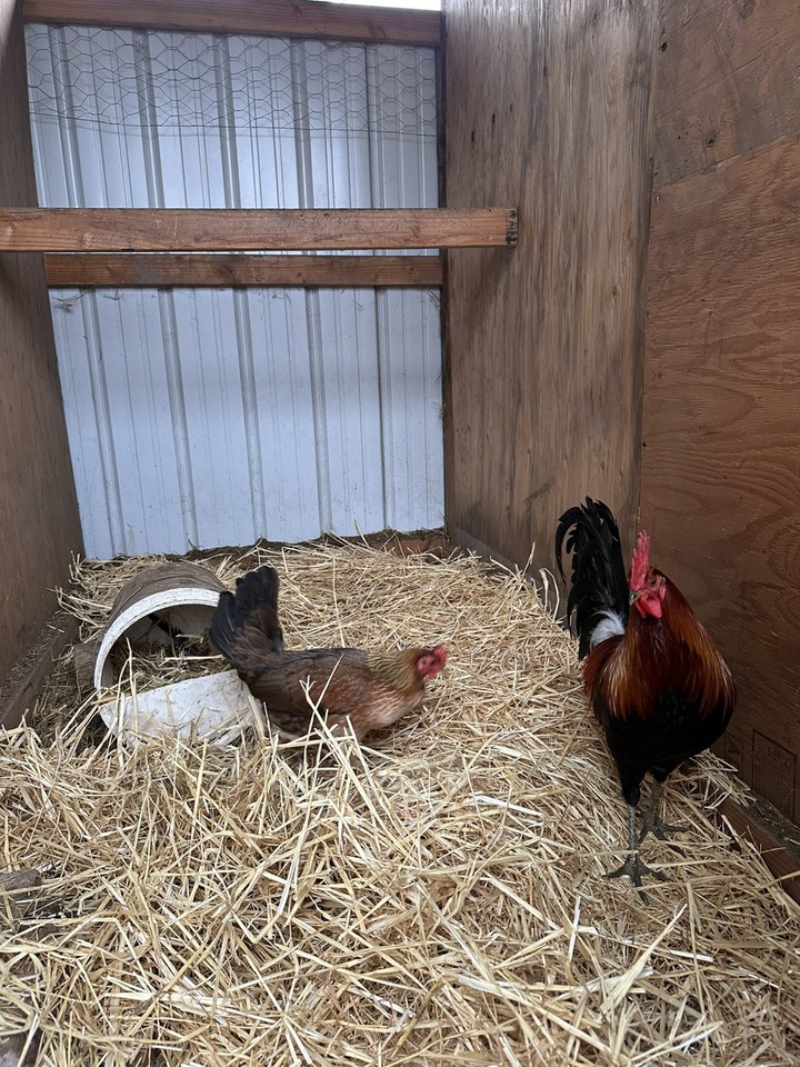 Blue Face Hatch Gamefowl Hatching Eggs, Chicken Hatching Eggs. 8 Eggs ...