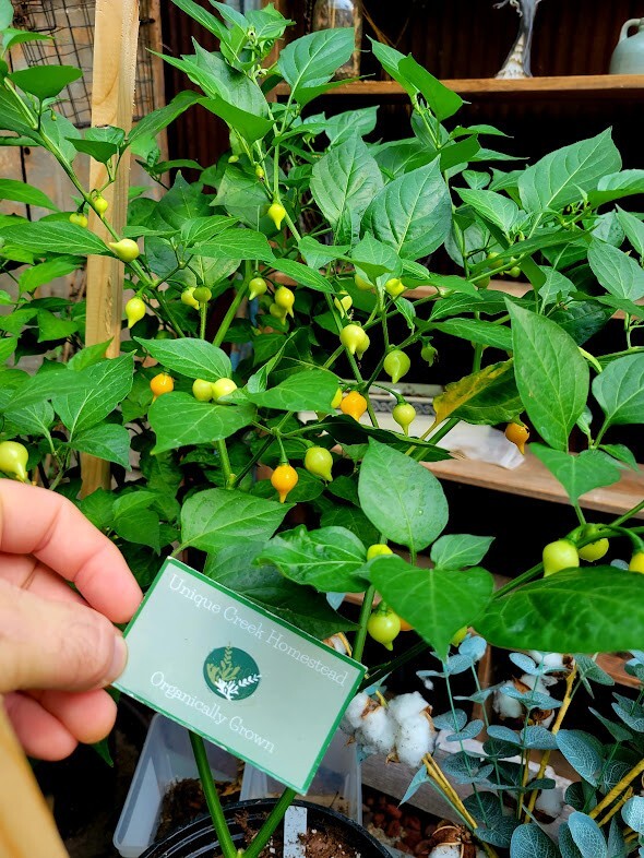 Biqunho Mildly YELLOW Little Beak Chili Pepper Seeds Unique Creek ...