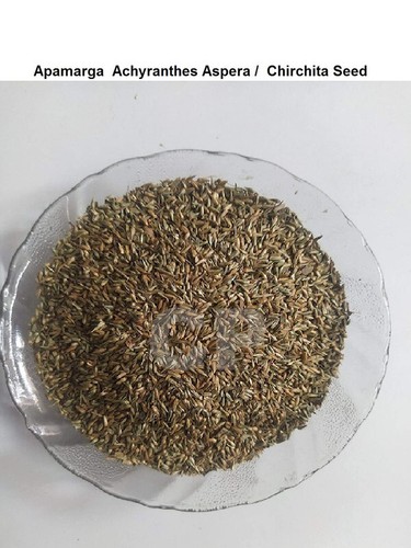 Apamarga Achyranthes Aspera Seeds Chirchita Chirchira Seed 250gm (8.8 ...