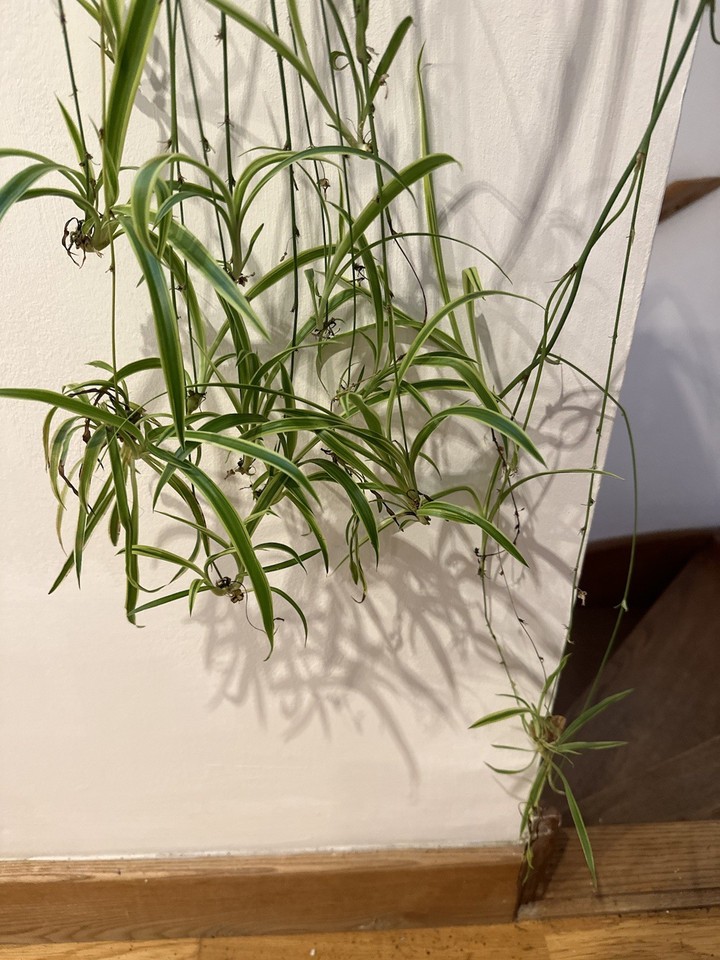 Mature spider plant | eBay UK