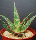 Aloe cultivar CORAL FIRE, exotic hybrid rare blue red color succulent ...