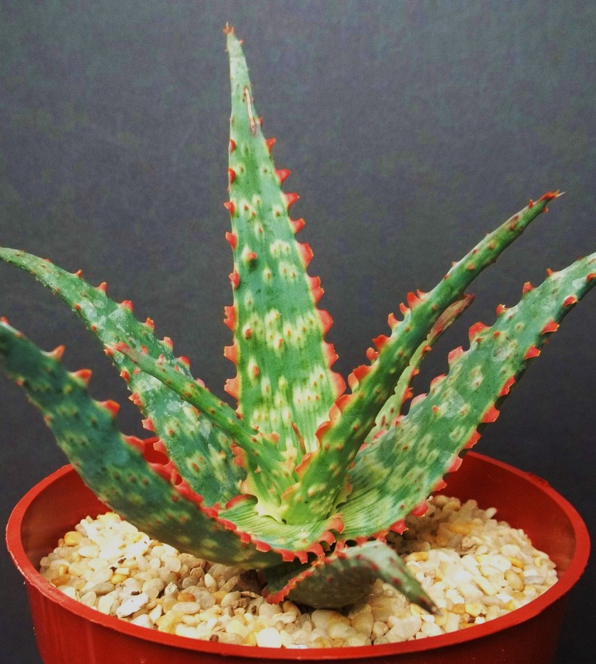 Aloe cultivar CORAL FIRE, exotic hybrid rare blue red color succulent ...
