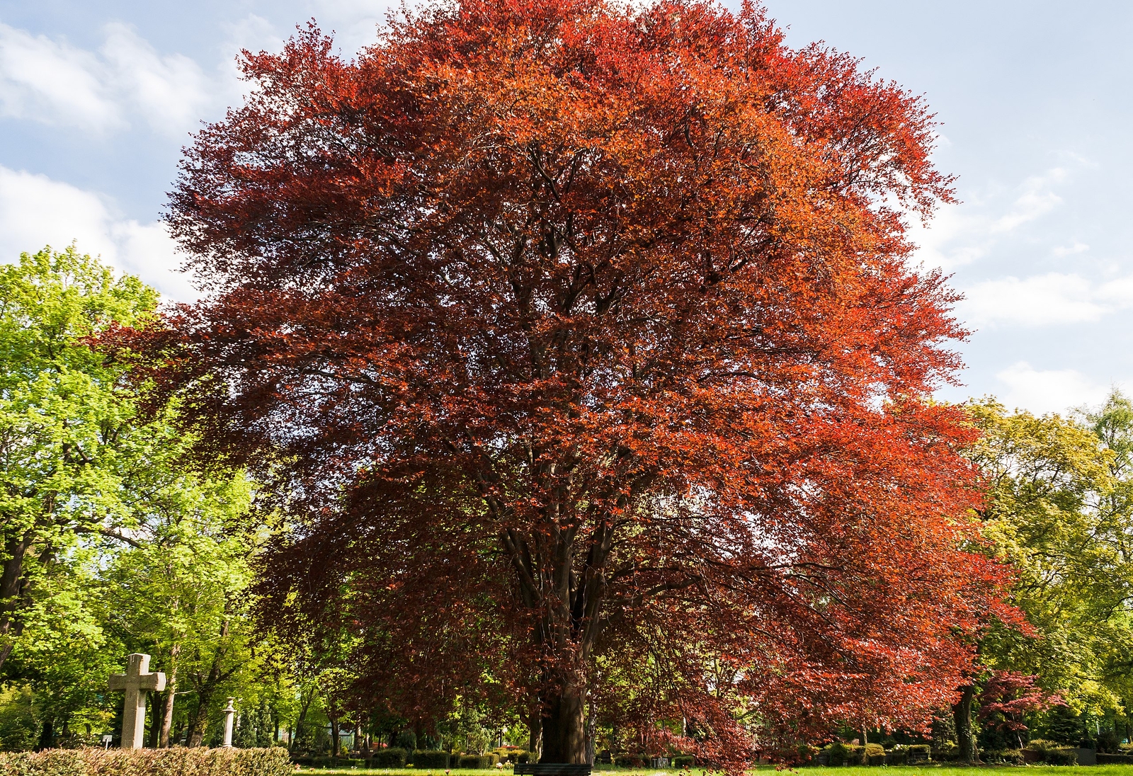 Purple/Copper Beech Tree - Fagus sylvatica purpurea 🇬🇧 Potted 40/60cm ...