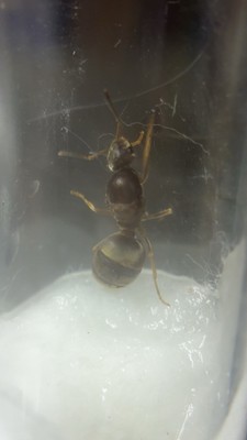 Lasius Neoniger Queen Ant Feeder Insect READ DESCRIPTION | eBay