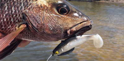 MMD Fat Skipper 80mm Paddle Tail Soft Plastic Fishing Lure - Choose ...