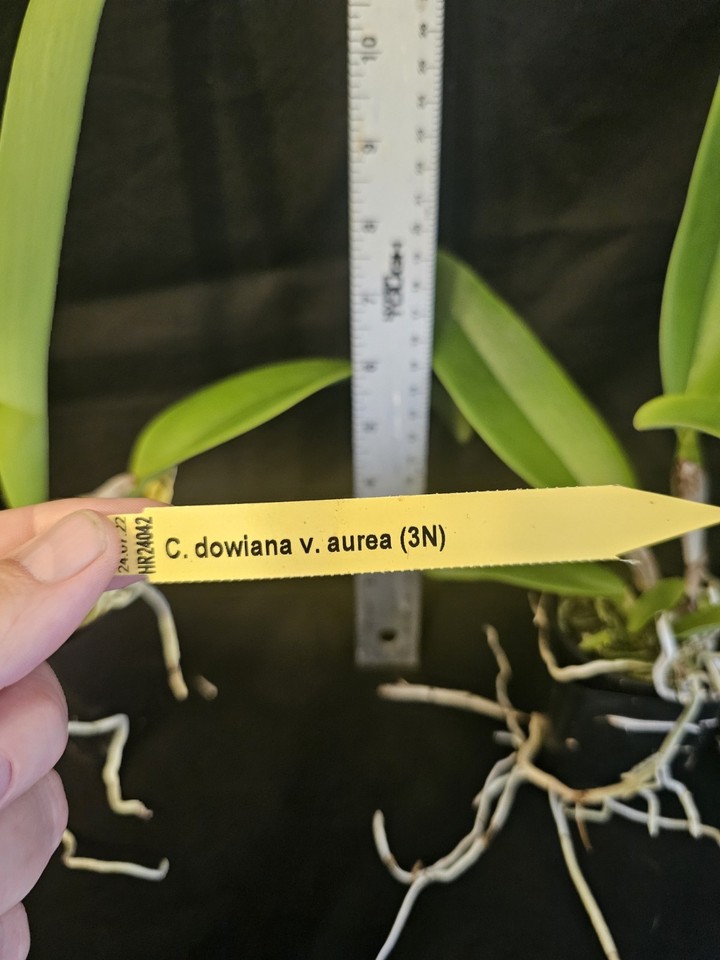 Cattleya dowiana fma aurea 3N near bloom size rare orchid species. | eBay