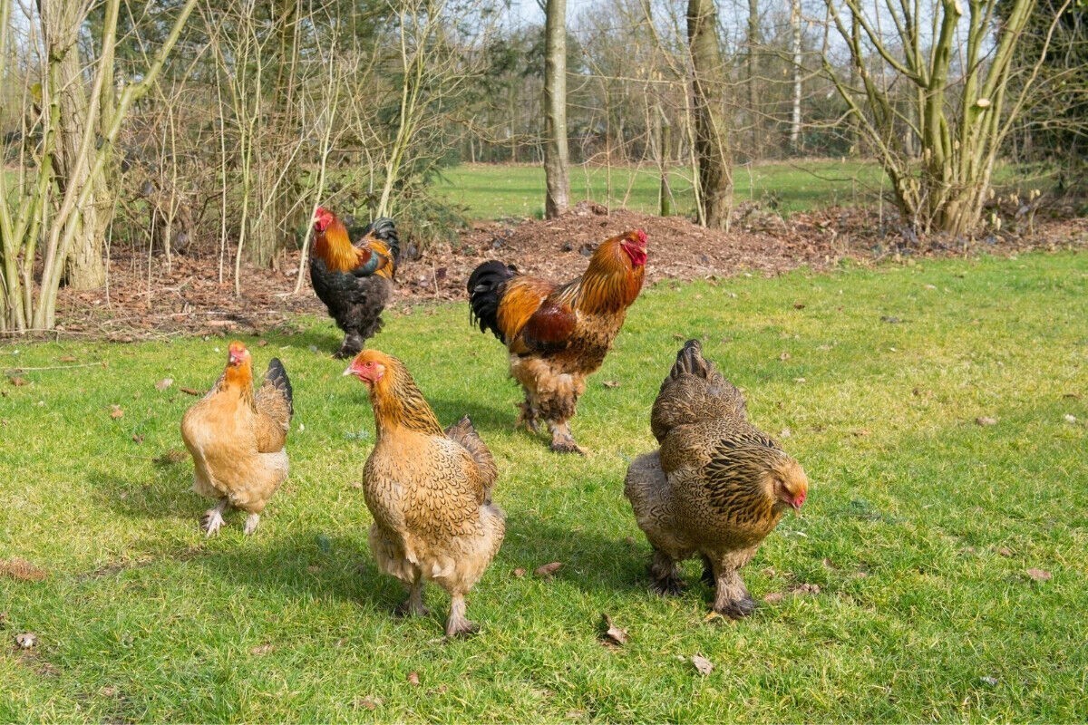 Buff Brahma 6+ Hatching Eggs | eBay