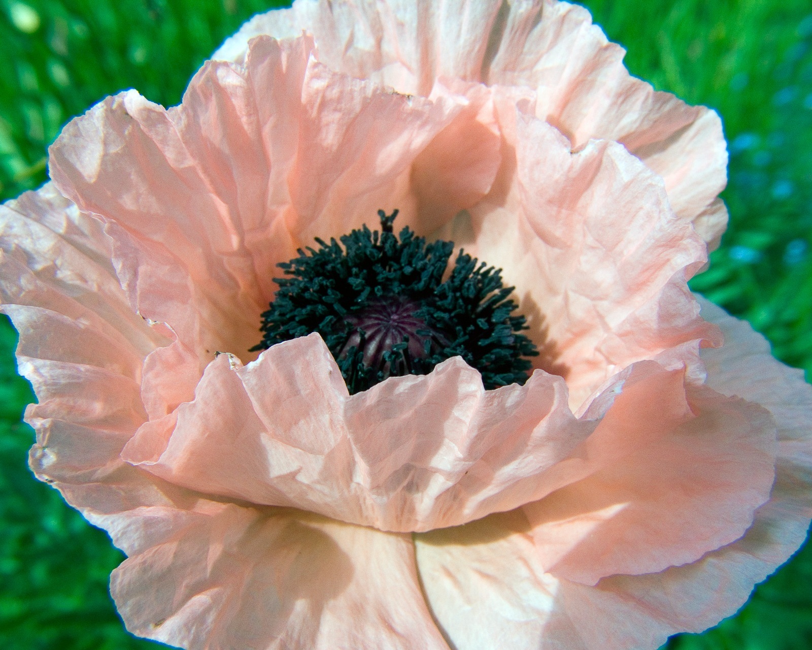 TÜRKISCHER MOHN MIX 200+ Samen PAPAVER ORIENTALE Poppy WINTERHART seeds ...