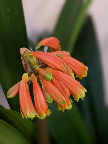 Rare Clivia Robusta Offset, 2 year old | eBay