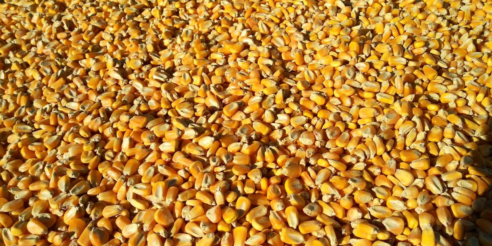 Corn, Dent Corn Kernels, 10 Lbs, USPS Shipping, Missouri Bulk Grain | eBay