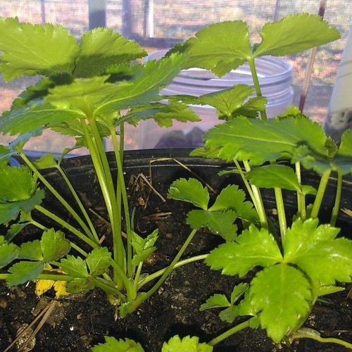 Mitsuba(Japanese Wild Parsley) 90 Seeds HERB GARDEN Trefoil JAPAN ...