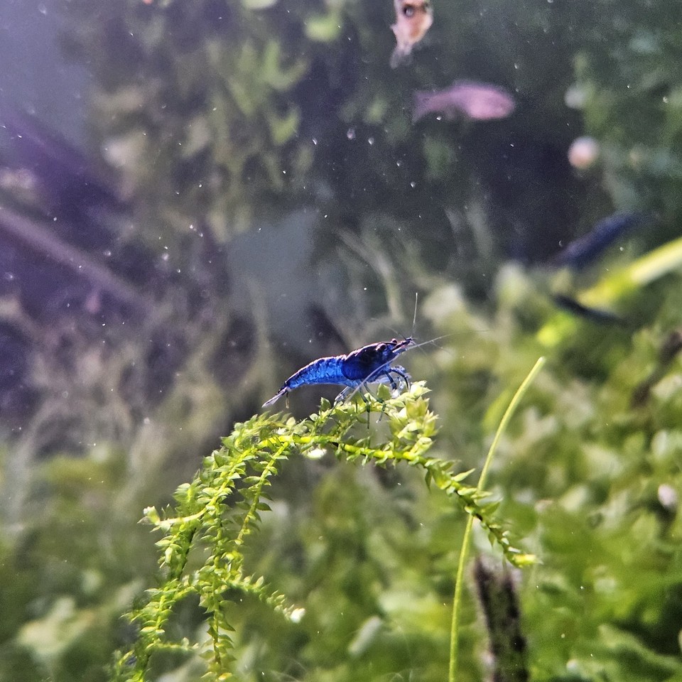 5+1 Sakura Red & 5+1 Low Grade/Cull Blue Dream Neocaridina Shrimp USA ...