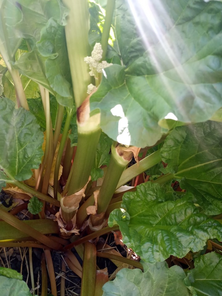 RHUBARB PLANTS OLD VICTORIAN VARITY ORGANICLY GROWN RUBARB STARTER ...