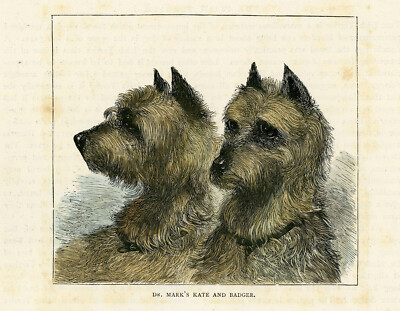 Antique Print-IRISH TERRIER-DOG-BREED-Cassell-1881 | eBay