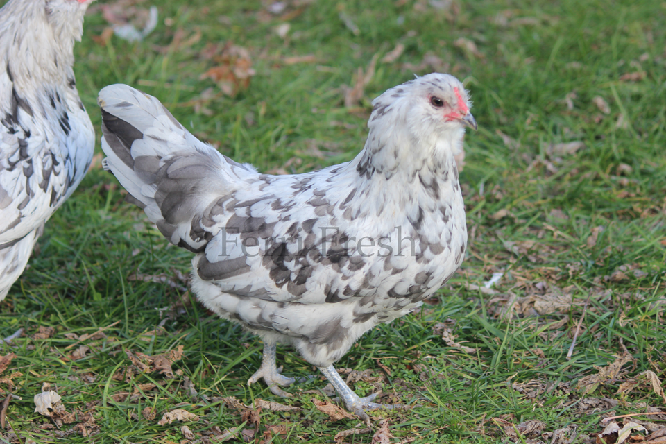 5+ Bantam Splash Ameraucana Fertile Hatching Eggs | eBay