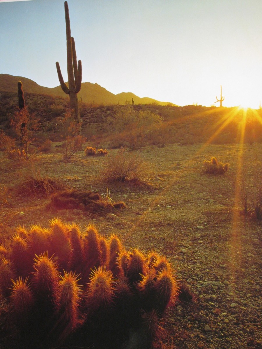 Desert Sunset Through Cactus