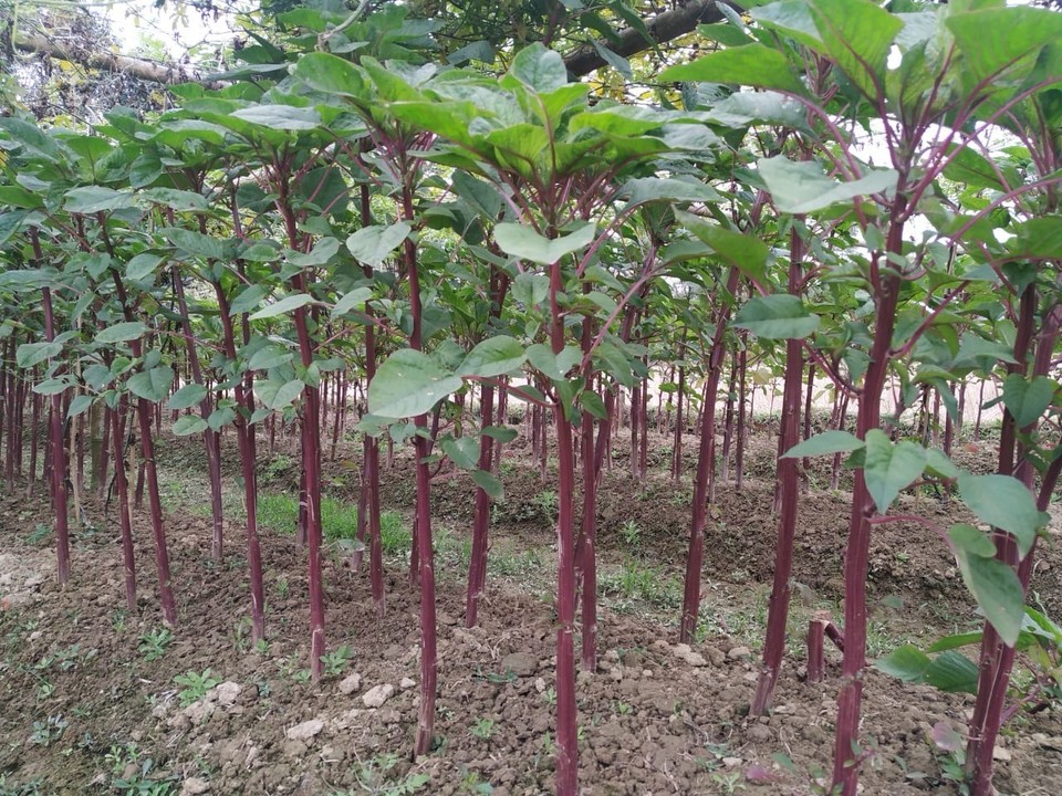 Stem Amaranth ( Data Shak ) – Red Army Long Light Red Asian Spinach ...