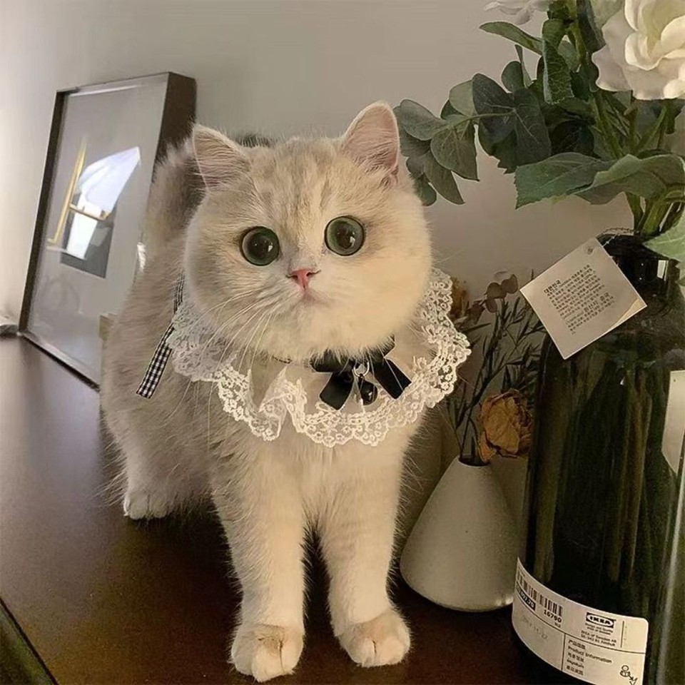 Bow Decor Small Dog Collar Bell Lace Bibs Fashion Cat Bib Pet Scarf ...