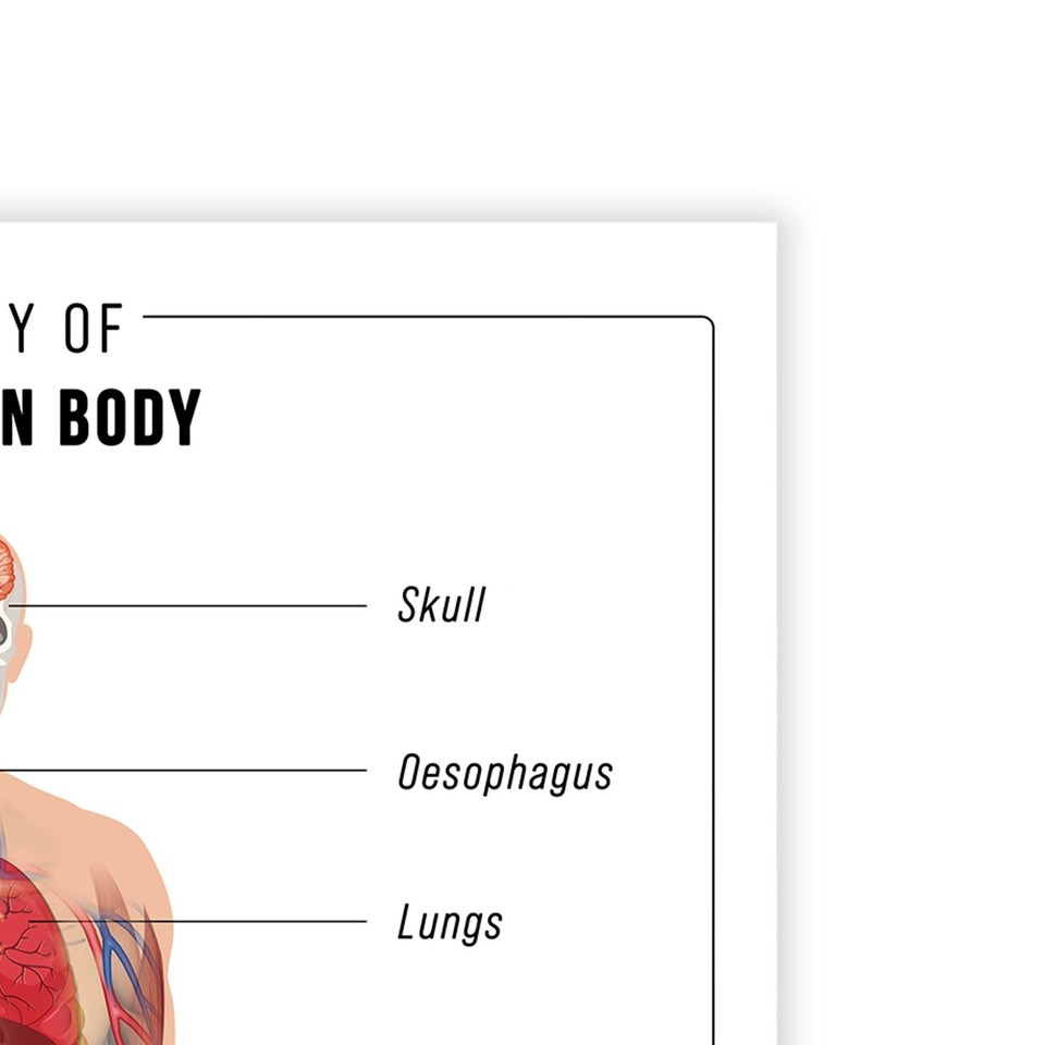 HUMAN ANATOMY EDUCATIONAL POSTER HUMAN BODY ANATOMY STUDENT MEDICAL A5 ...
