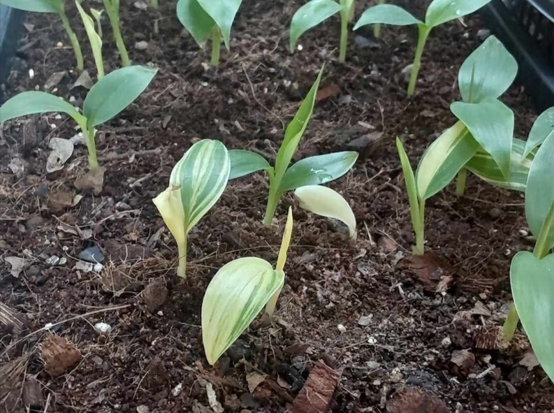 Musa acuminata 'papua' yellow variegata * rare * variegated banana * 10 ...