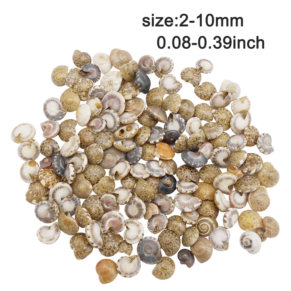 200pcs Tiny Snail Shells Swirl Conch Seashells For Crafts Nautical ...