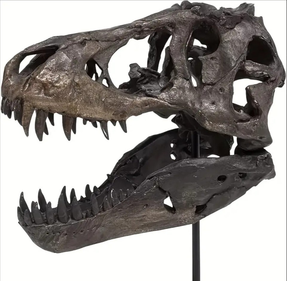 Realistic T-Rex Dinosaur Skull High Definition 1:10 Resin Replica With ...