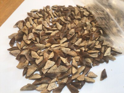 Chinese Douglas Fir Tree Seeds (Pseudotsuga sinensis) | eBay