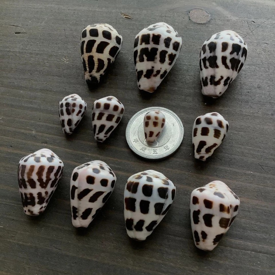 Hebrew Cone Shell japanese sea Shells of Okinawa | eBay