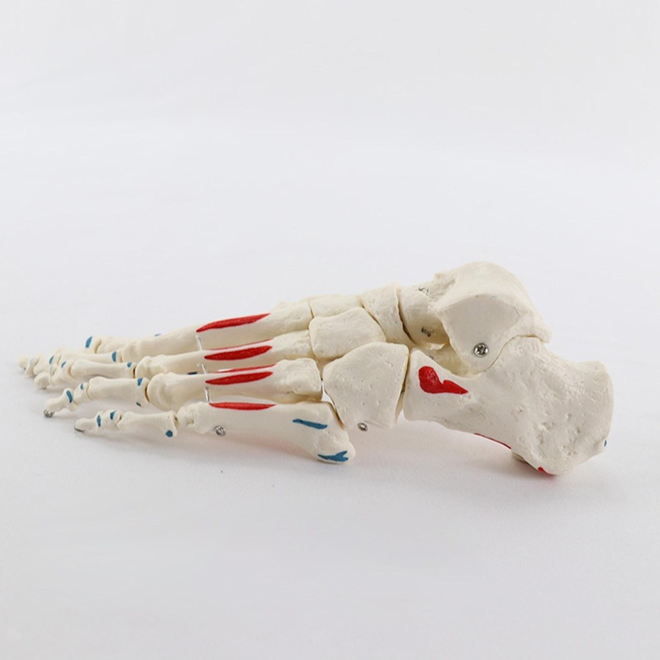 Life Size Human Foot Skeleton Model, Plantar Muscle Ligament, Anatomy ...