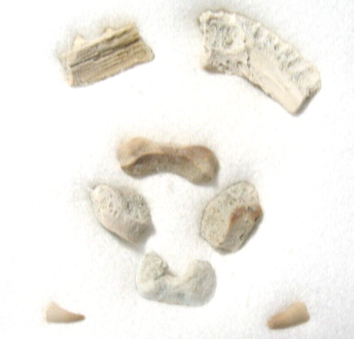 Permian Amphibian Cacops fossil collection Richards Spur Oklahoma in ...