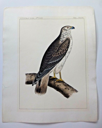 USPRR LITHOGRAPH CALIFORNIA HAWK PLATE XVI SARAH MELLON SCAIFE | eBay