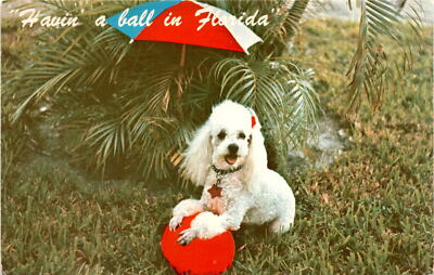 Jean, Adele Daves, Farida, Florida, poodles, pleasant weather Postcard ...